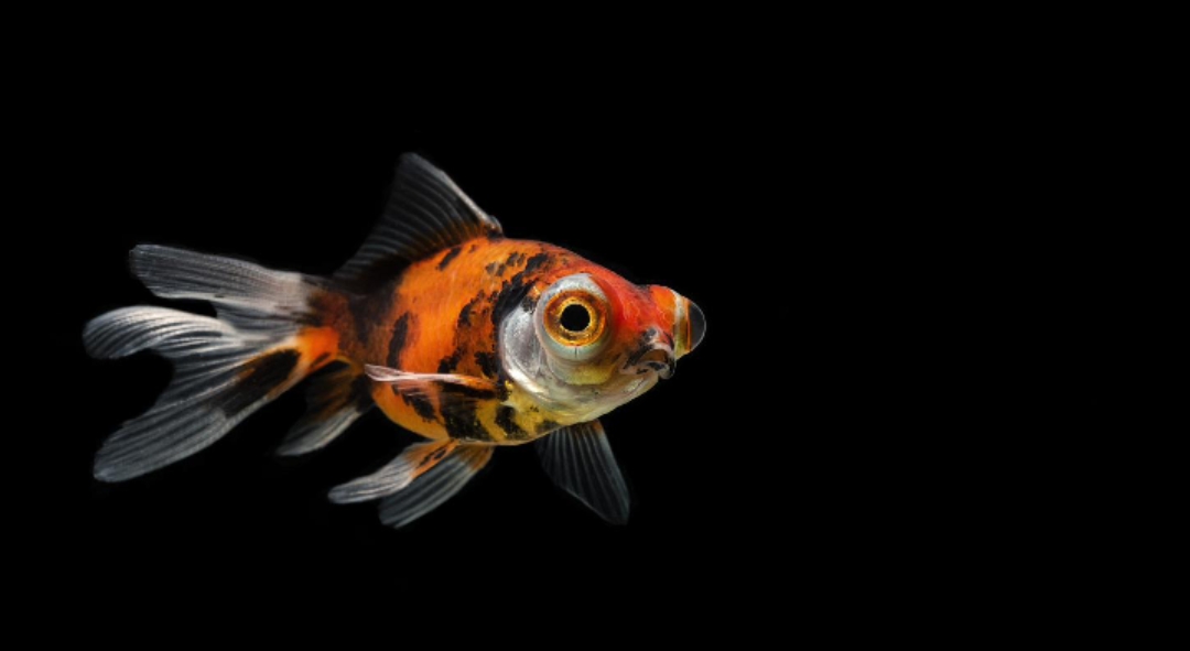 Meet The Extraordinary Goldfish With A Big Forehead: A Quirky Twist In ...